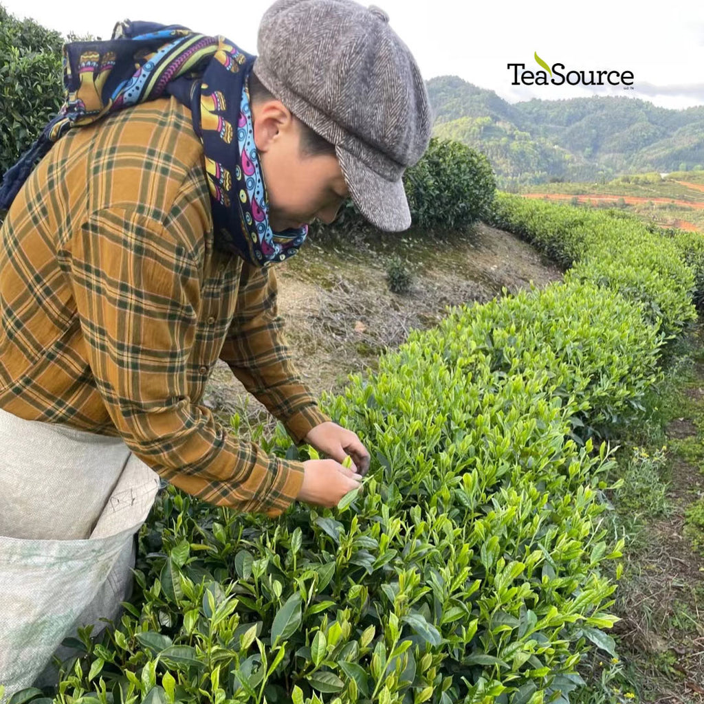 Balloon Flower | Black Tea | TeaSource